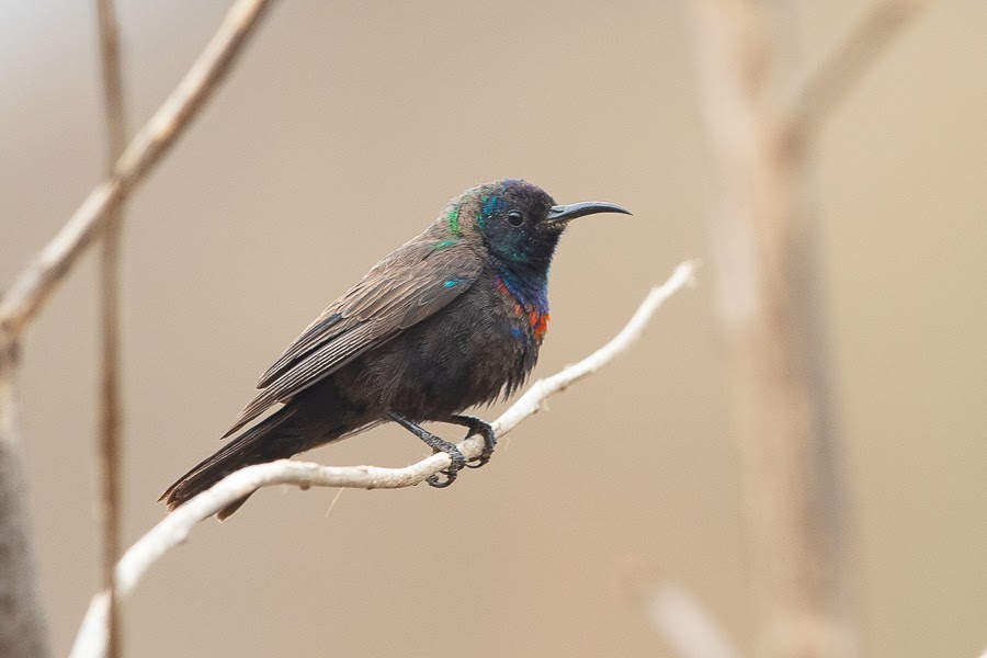 Birds of Saudi Arabia: Birding Jabal Ibrahim