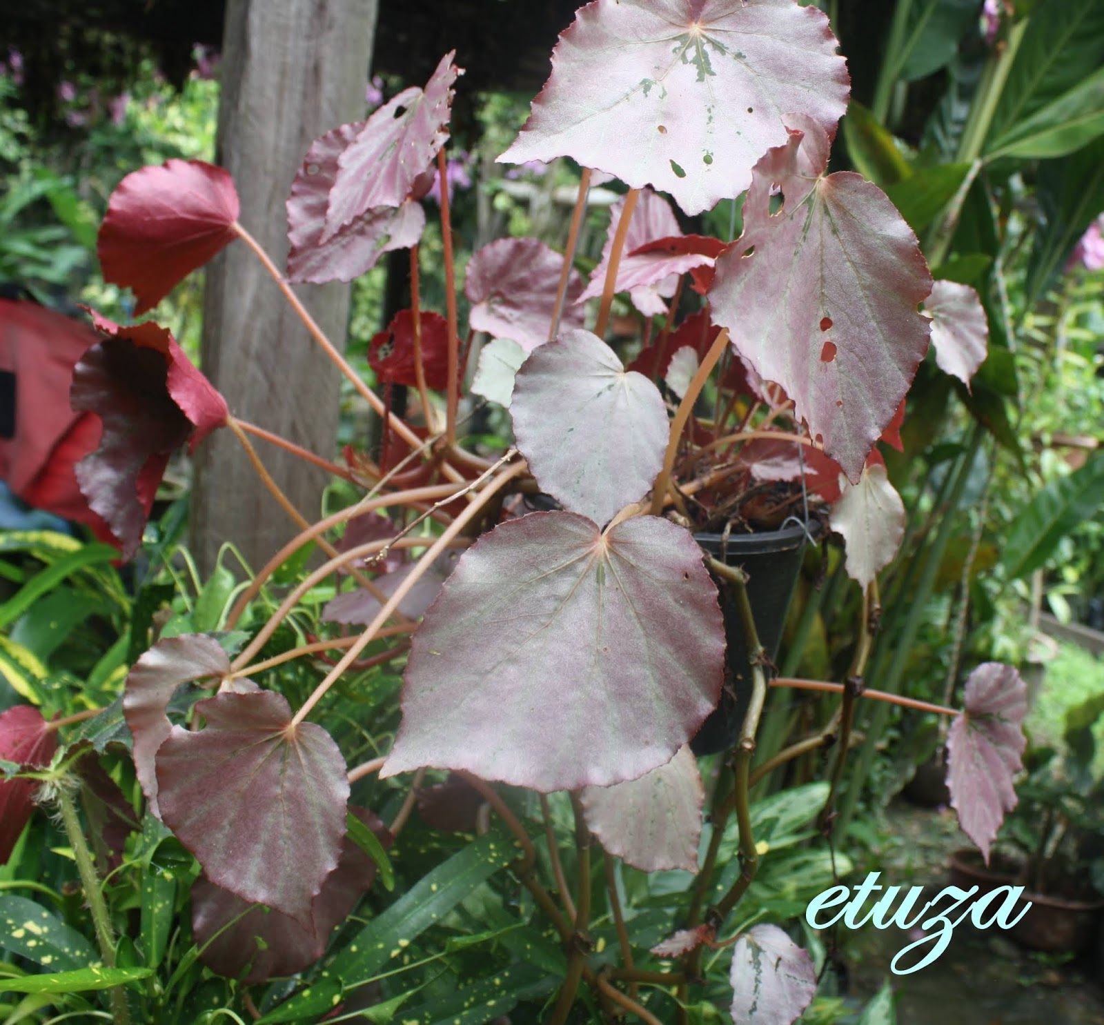 Bunga Jenis Setawar Kekal Di Laman