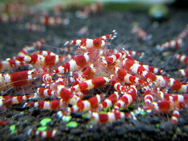 Red Crystal Shrimp | FishandAqua