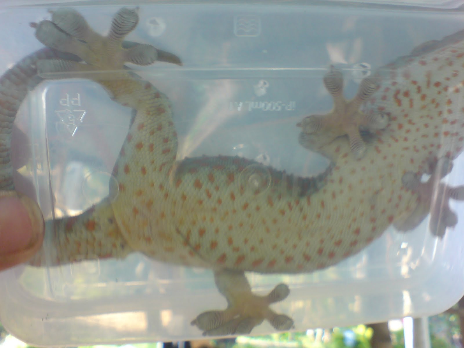 GECKO OR TUKO: gecko or tuko for sale
