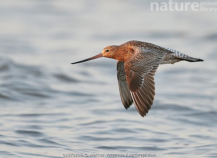 Cat Chit Chat: 8,108 miles is the current record for longest non-stop ...