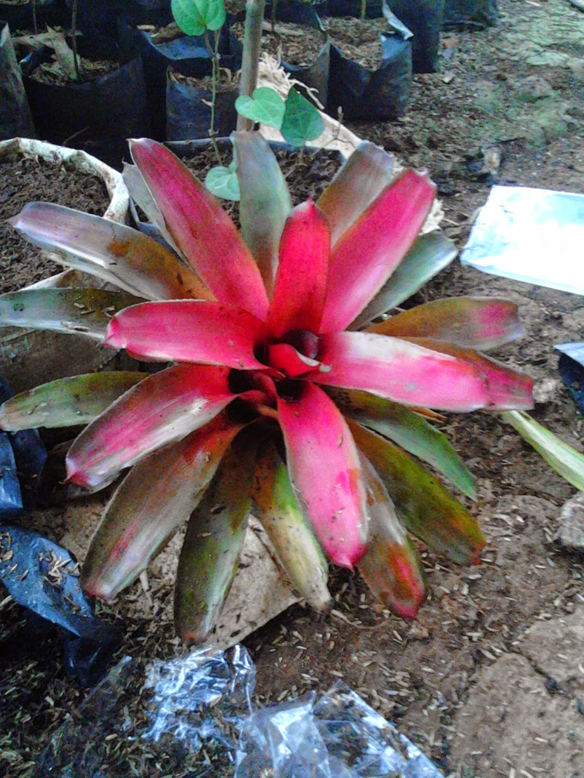 Jual pohon bromelia merah | supplier tanaman hias | jasa tukang taman ...
