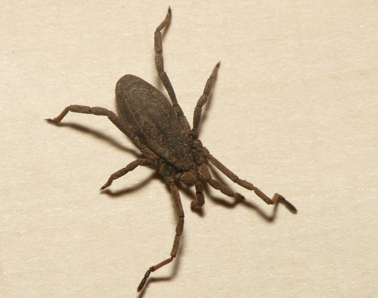 Variety of Life: Trogulidae