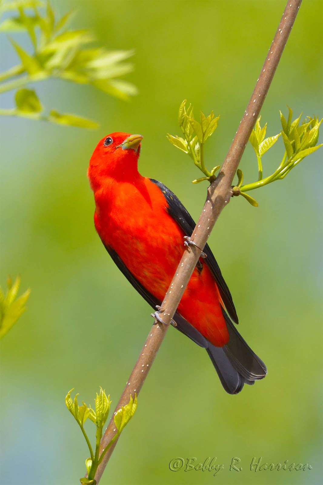 Bobby Harrison Bird Photography