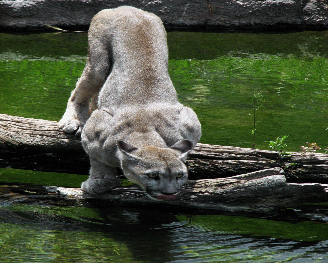 Best Jungle Life: 08/01/12