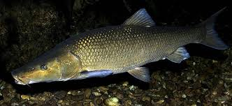 blog de pesca: Barbo comizo