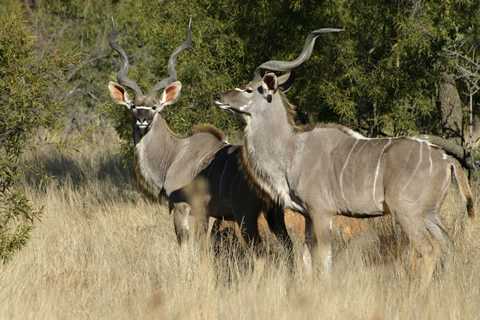 Kudu | The Life of Animals