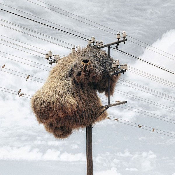 Some Really Weird Bird Nests - Priceless Pic