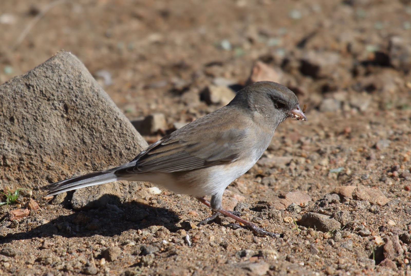 ID: Oregon and Slate-colored forms of Dark-eyed Juncos at Lake Cuyamaca ...
