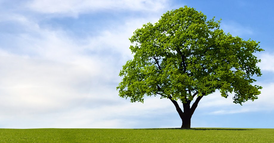 Ev Tekstil Pazarı: Dünya Ağaç Günü