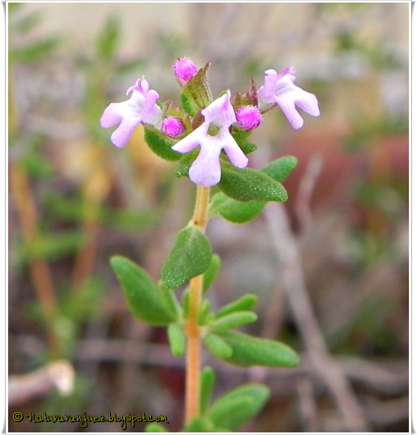 NaturAranjuez: abril 2011