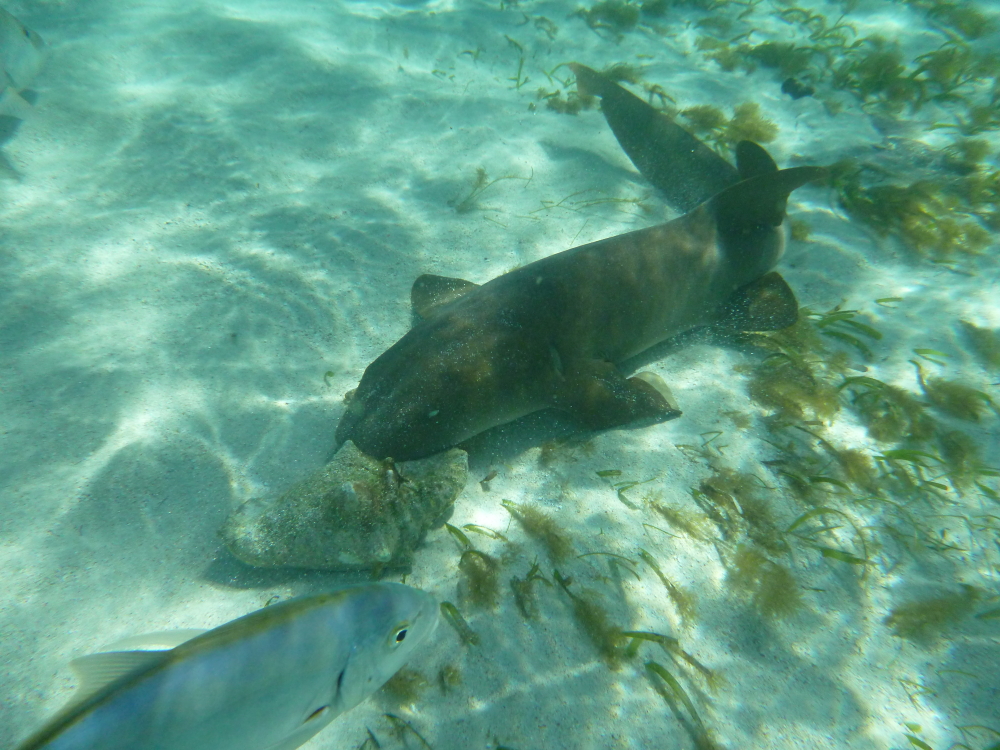 Earthly Musings - My Travel and Geology Blog: Passing Through Belize