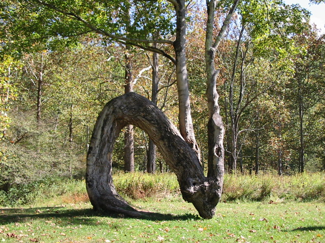 BC's Wildlife: The Arch Tree of Forty Maples Picnic Area
