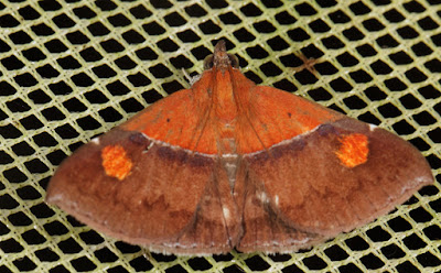 BunyipCo: National Moth Week