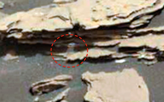 UFO SIGHTINGS DAILY: Jelly Fish Animal Found In NASA Mars Photo, Sept ...