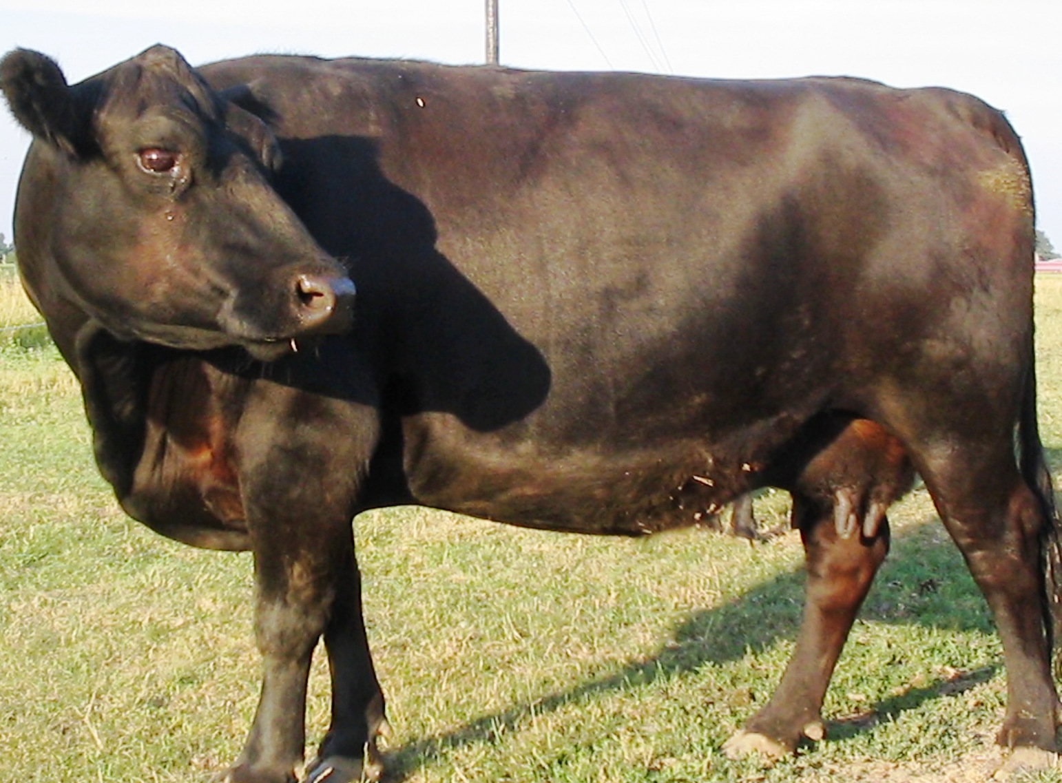 CATTLE FARMING: Angus cattle