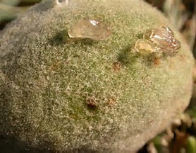 Sustainable Ag: A View from the Field: These Pesky Bugs Can Really Gum ...