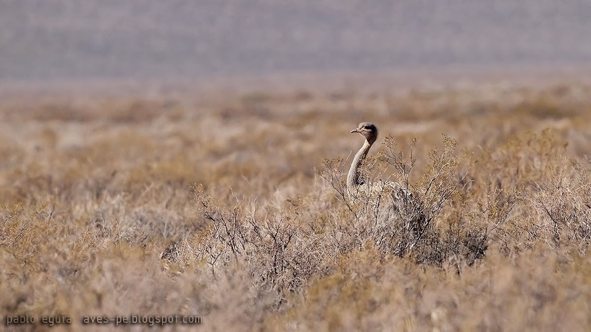 mis fotos de aves: Rhea pennata Choique Lesser Rhea