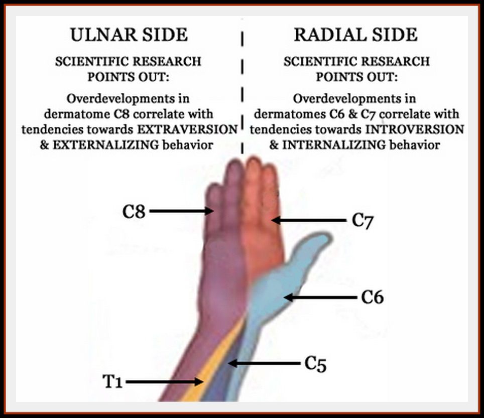 truthlady3: Dermatomes Dermal Segmentation