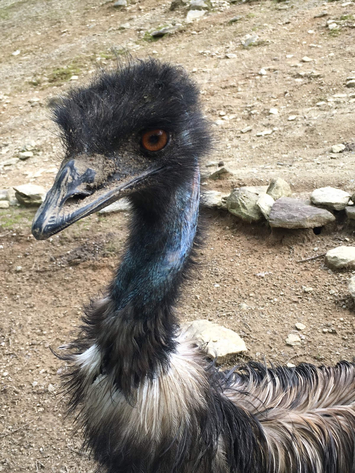 The Stir Crazy Moms' Guide to Durham: Tweetsie Railroad Review