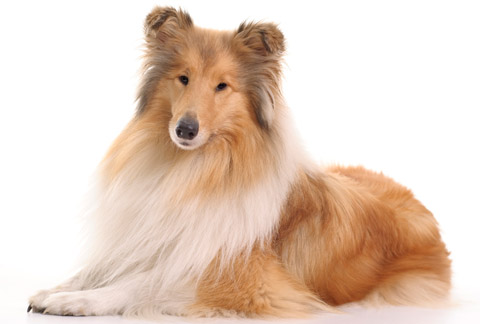 MUNDO PERRUNO: El Collie