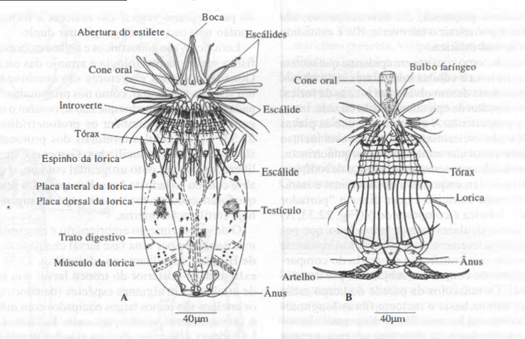WikInver: Loricifera