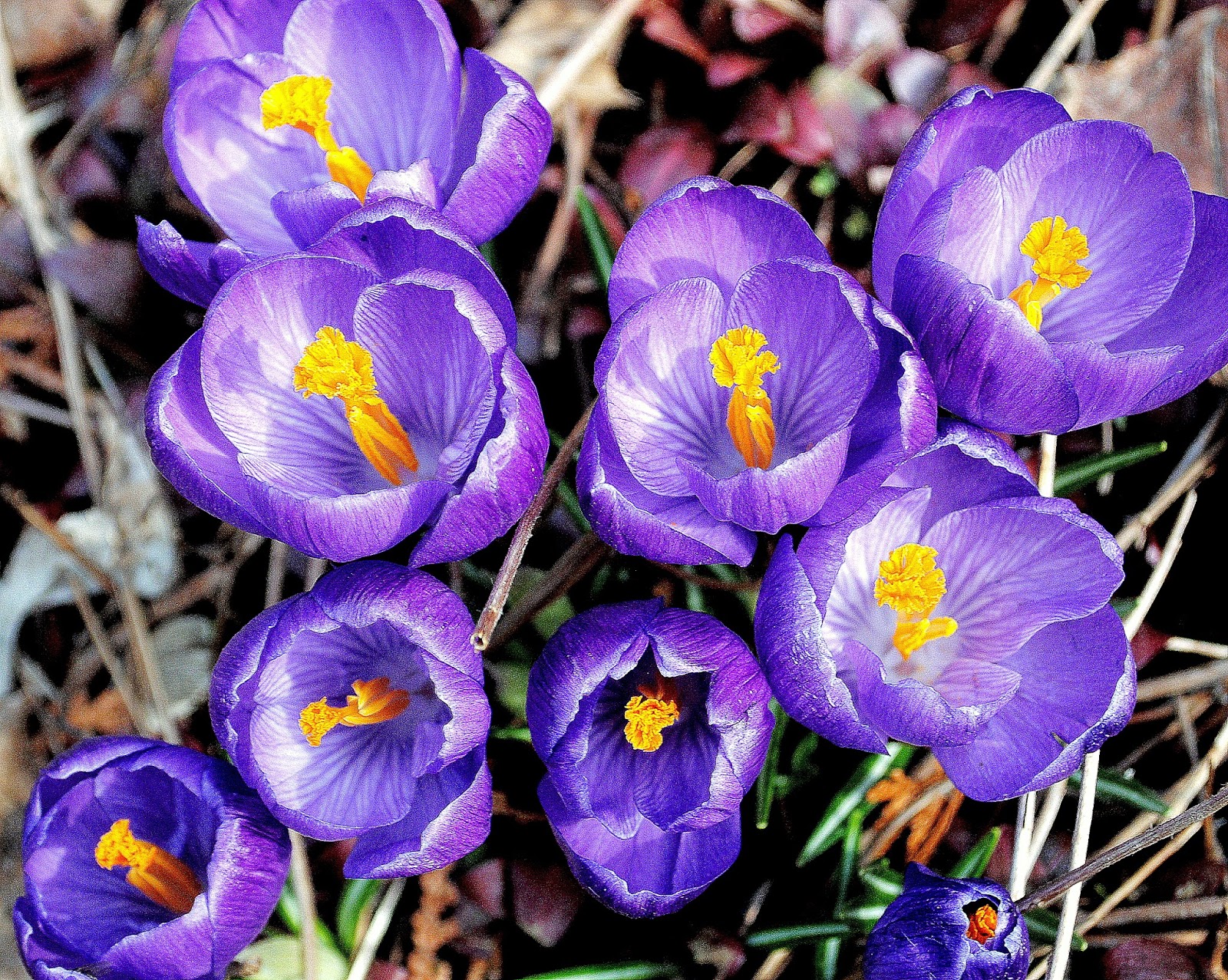 Camera on King & Aurora : Oh the joy of these early spring beauties!