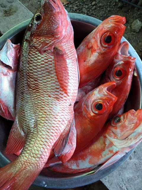 Mga Tanong 105: Pula - Pula gid ki Preska ( Fresh Fish in the Morning)