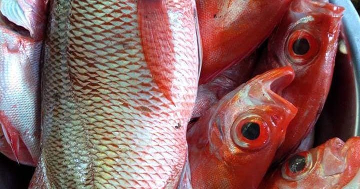 Pula - Pula gid ki Preska ( Fresh Fish in the Morning)