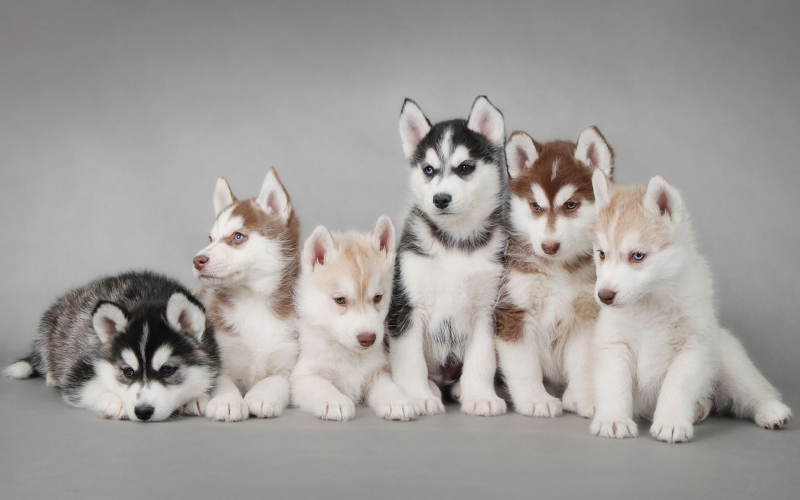 Hermosos Cachorros Husky Siberiano | Fotos e Imágenes en FOTOBLOG X