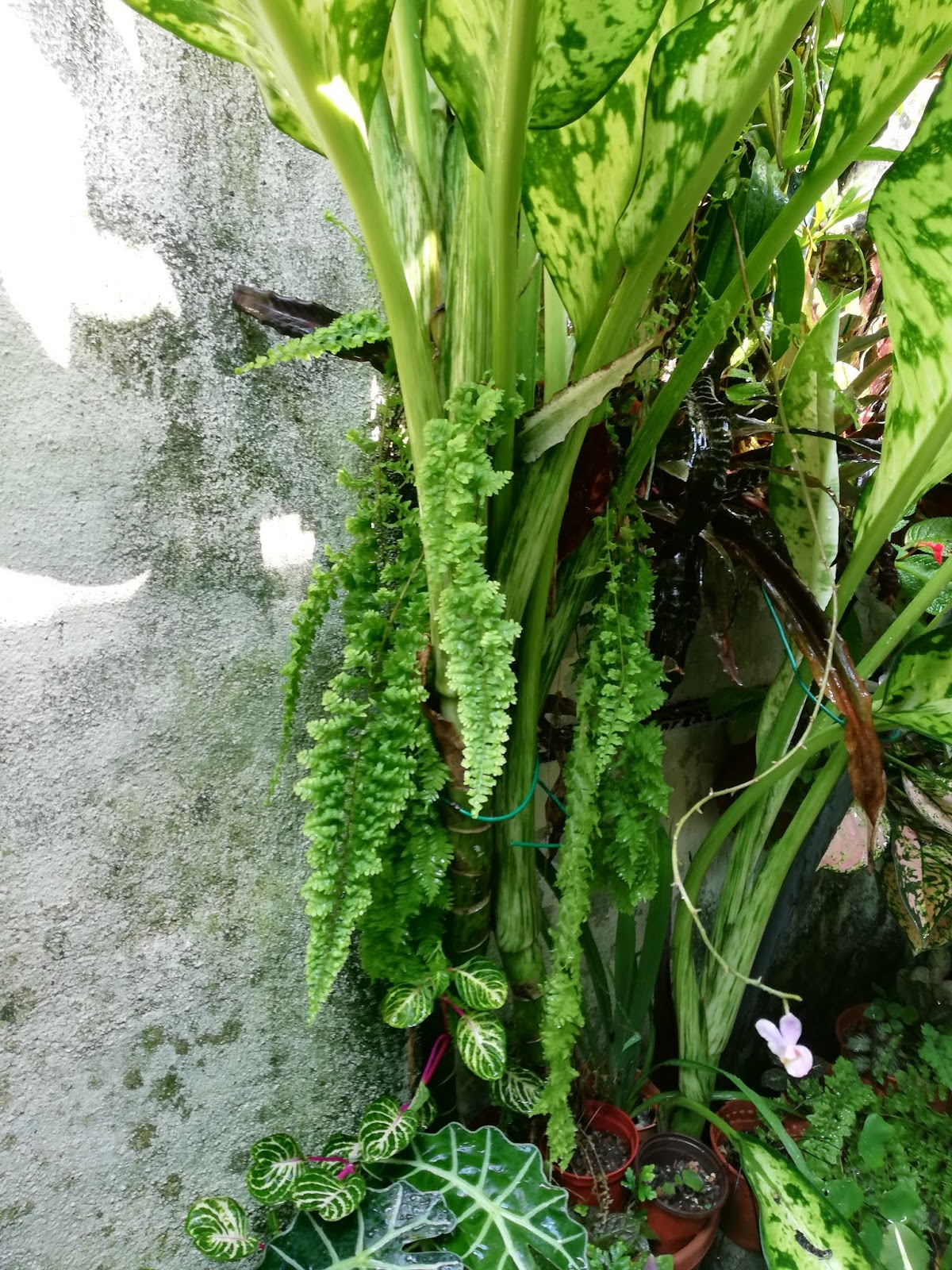 Garden Chronicles of James David: How to Grow & Care Fluffy Ruffle Fern ...