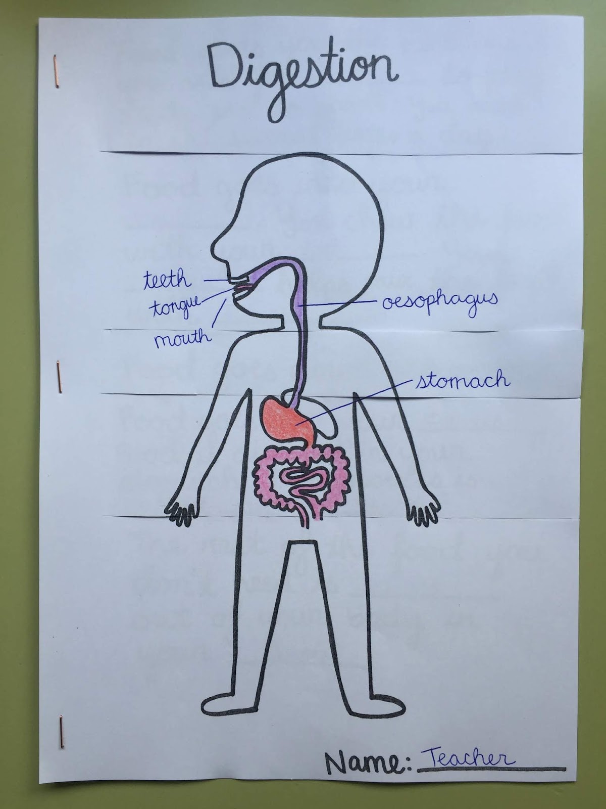 PROYECTO BILINGÜE: A Sneak Peak: Digestion projects for 2nd grade