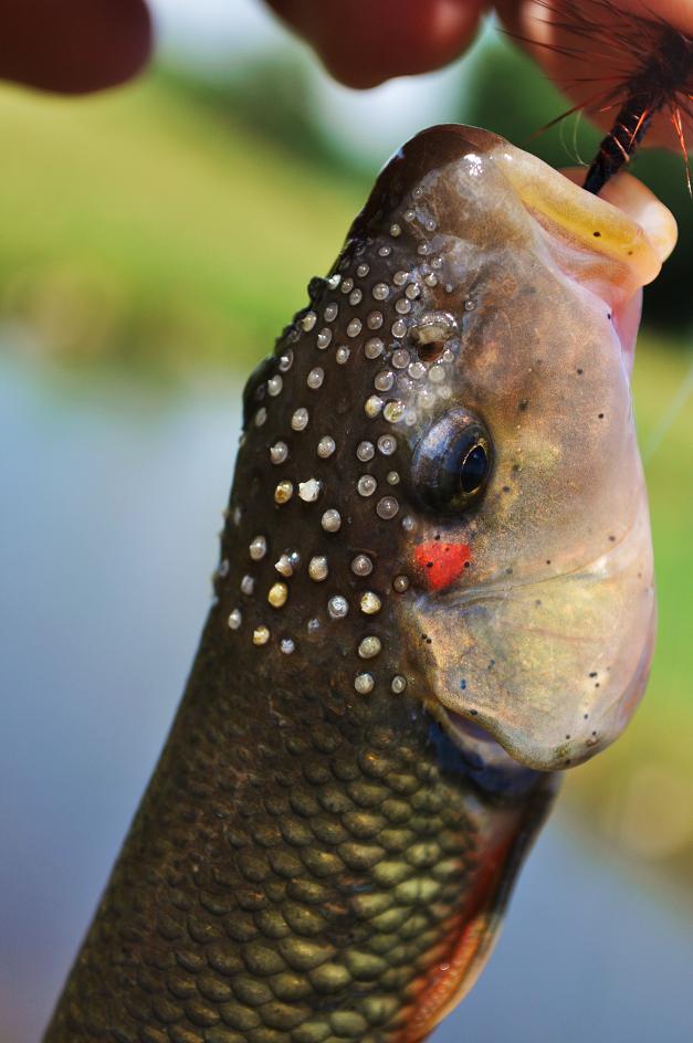 .The Catching Chronicles....by Trout MaGee: The Horned Dace - "Creek Chub"