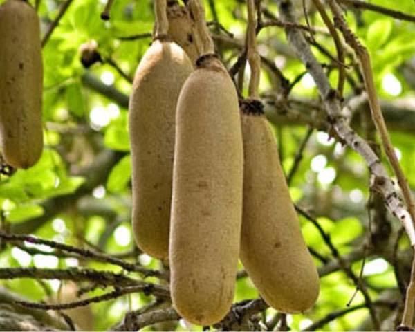 Save Your Marriage and Use this Tree for your Short 4-5