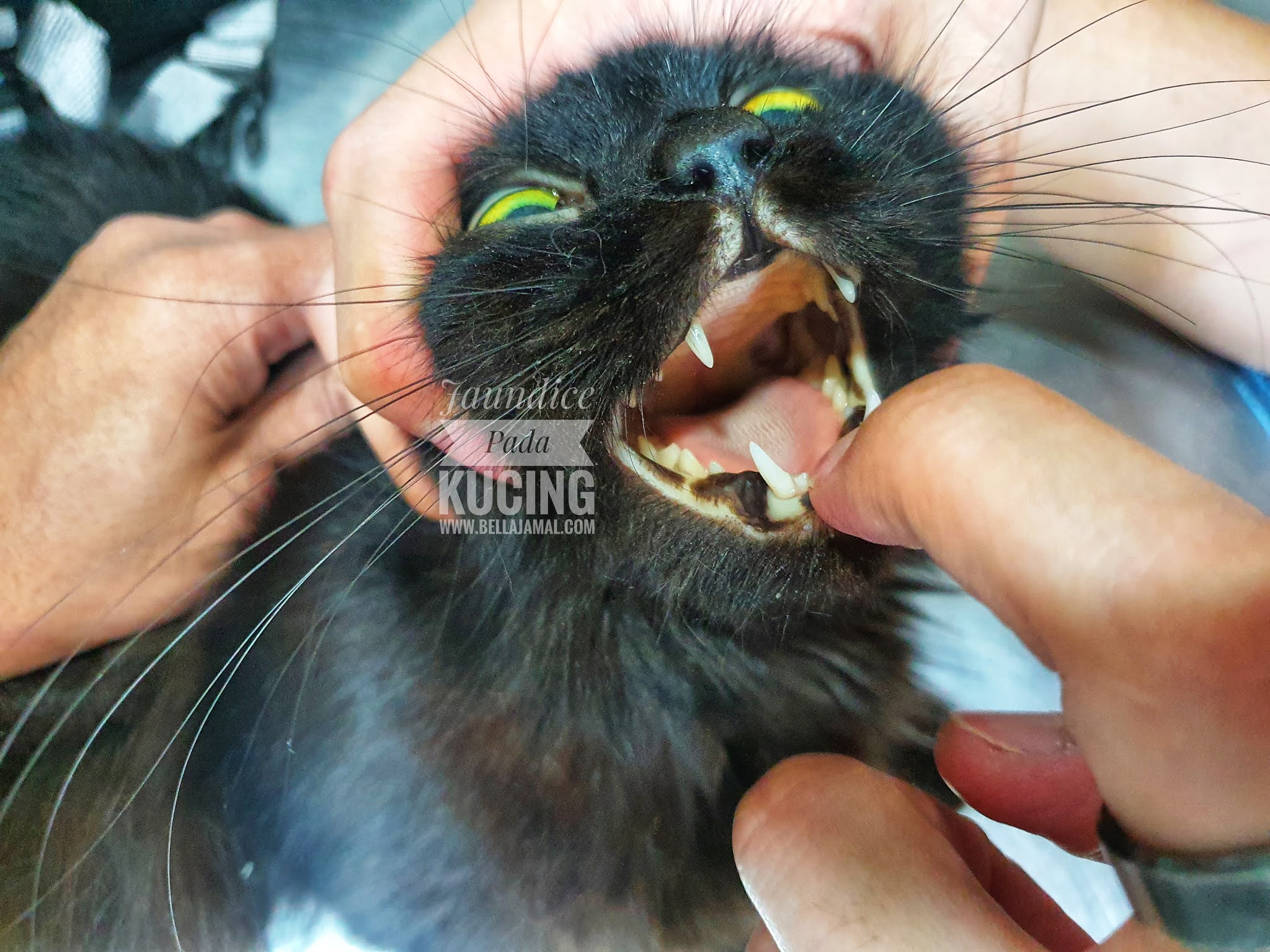 Jaundice Pada Kucing | Yaya Pergi Akibat Sakit Kuning