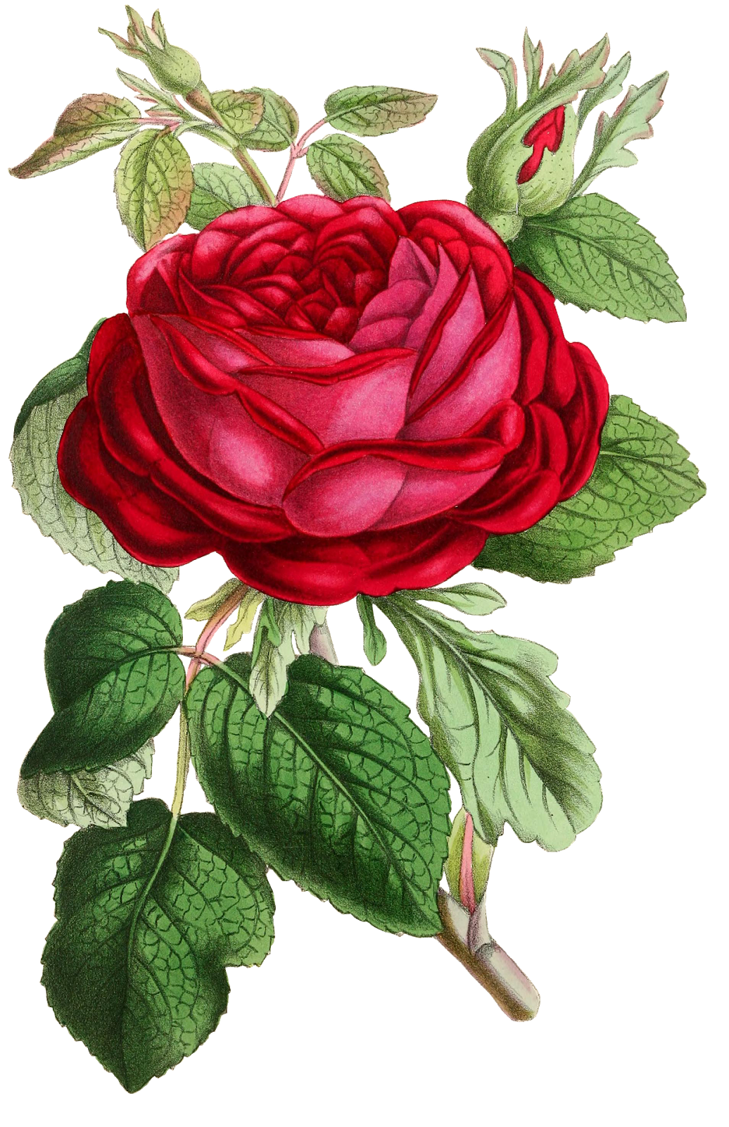 Bem Fácil PNG : Ddiversas coisas png