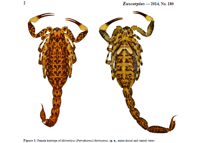 The Scorpion Files Newsblog: Two new species of Microtityus from Puerto ...