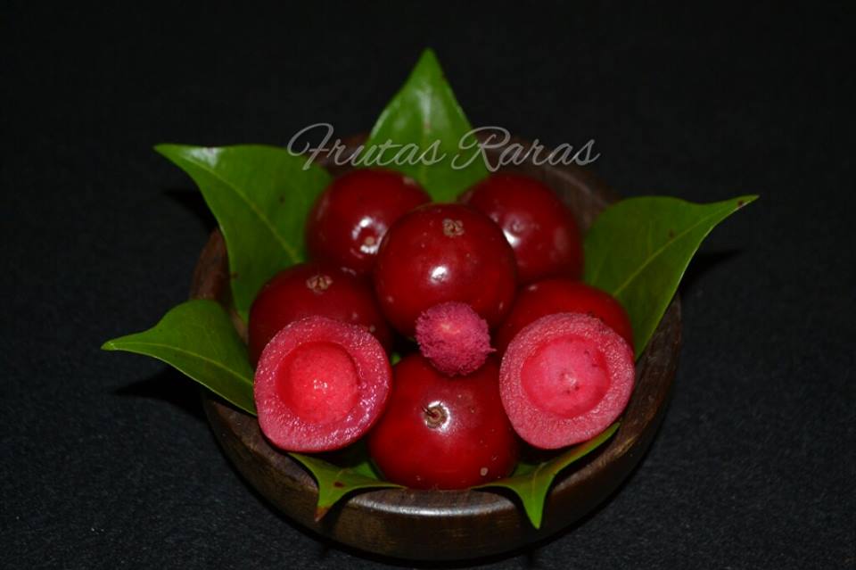 Eugenia patrisii - Ubaia-rubi-da-Amazônia