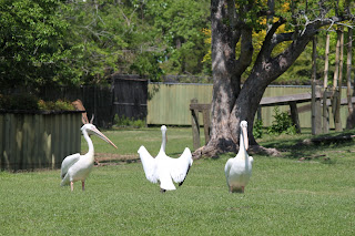 The Robertson Family: New Orleans Zoo