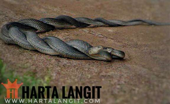 Mitos tentang Ular dan kekuatan magis pemikat Ular kawin - Harta Langit