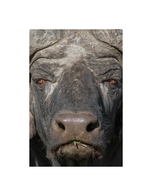 The Most Ferocious Animals in the World