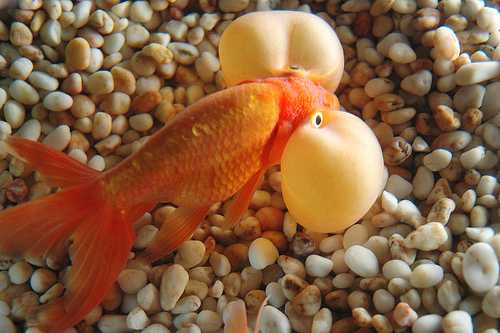 NATURE'S BEAUTY: Bubble Eye Goldfish