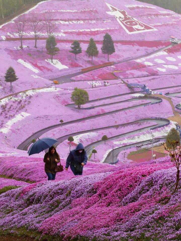 Amazing scenery spring flowers on Hillside, Hokkaido, Japan | Flowers ...