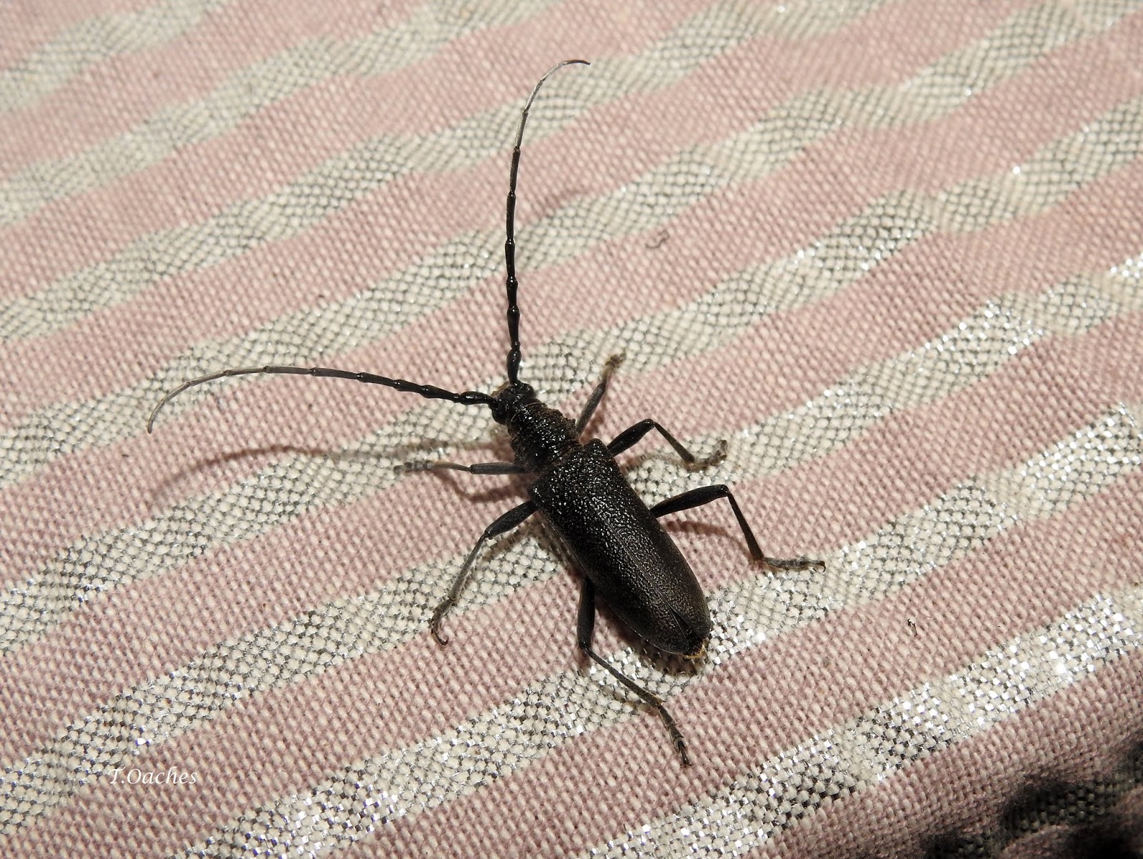 PASARI DIN ROMANIA: INSECTE (1 bis) - continuare