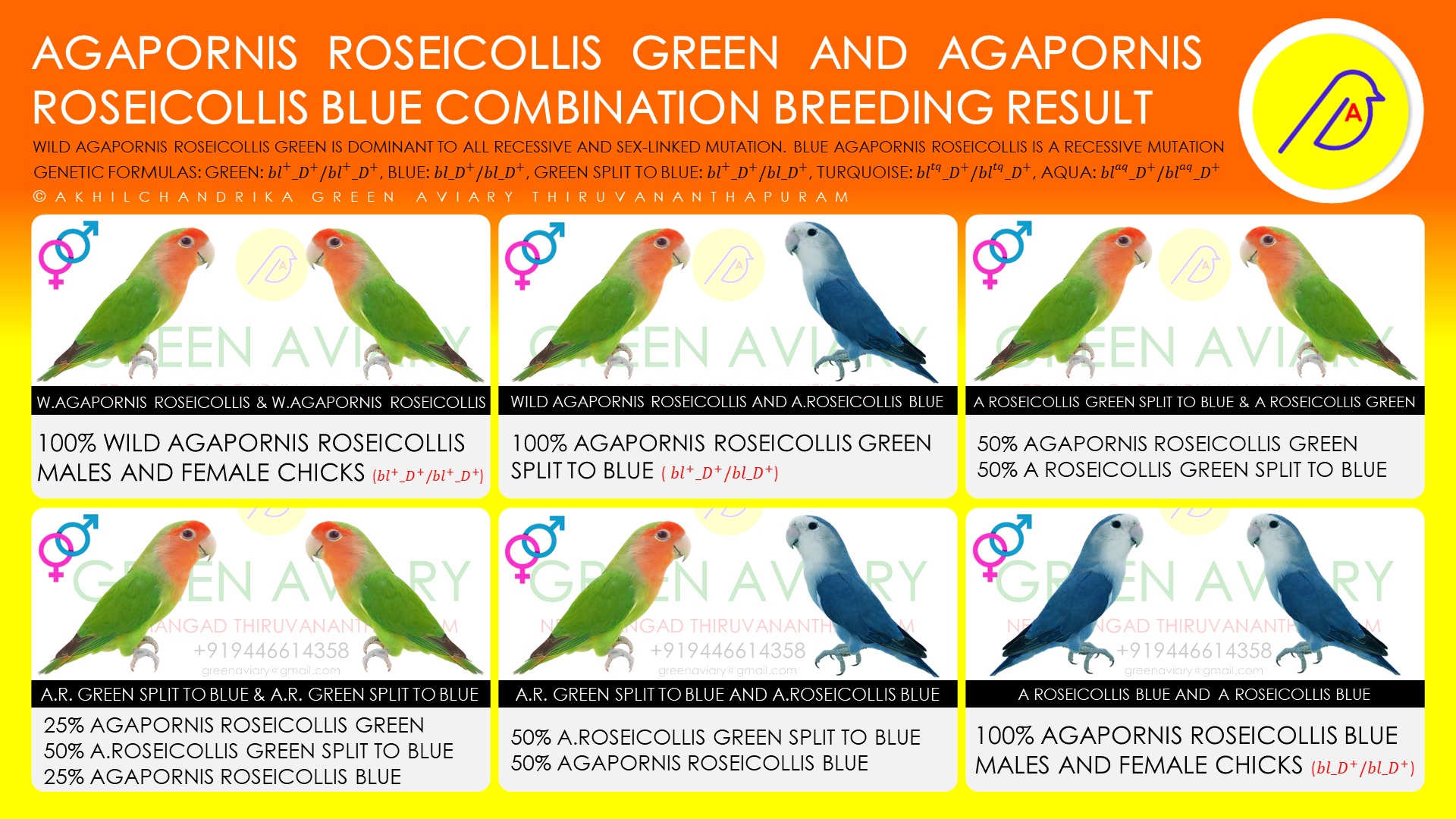 AGAPORNIS ROSEICOLLIS GREEN AND AGAPORNIS ROSEICOLLIS BLUE COMBINATION BREEDING RESULT