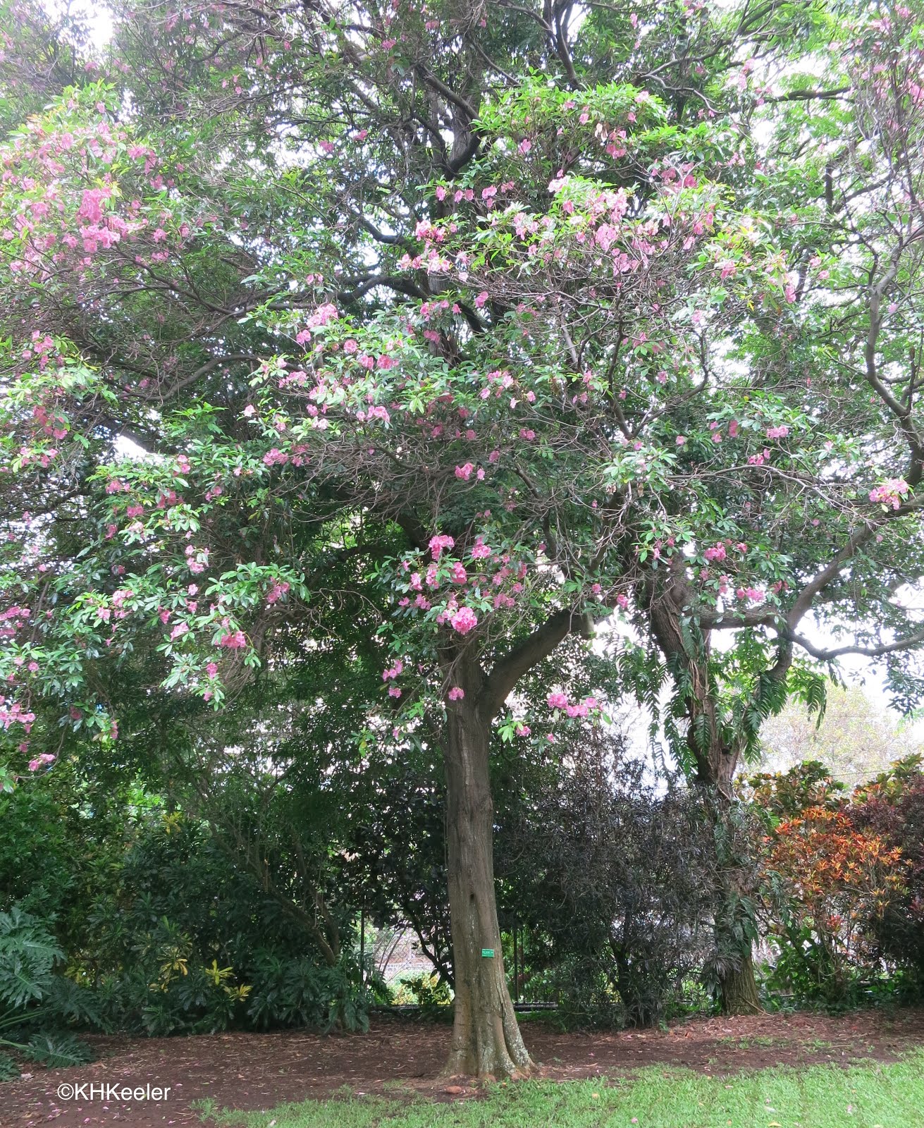 A Wandering Botanist: Visiting Hawaii--HIstoric Foster Botanical Garden