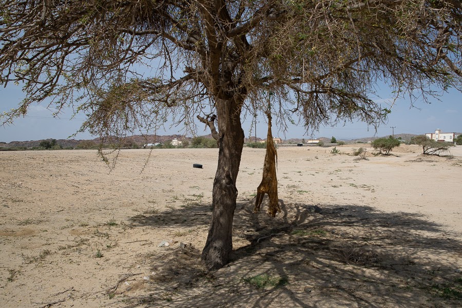 Birds of Saudi Arabia: Hanging Trees with dead Stripped Hyeana ...