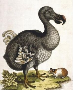 The eight human extinct animals that we will never see - FACTS FACTORY WEB