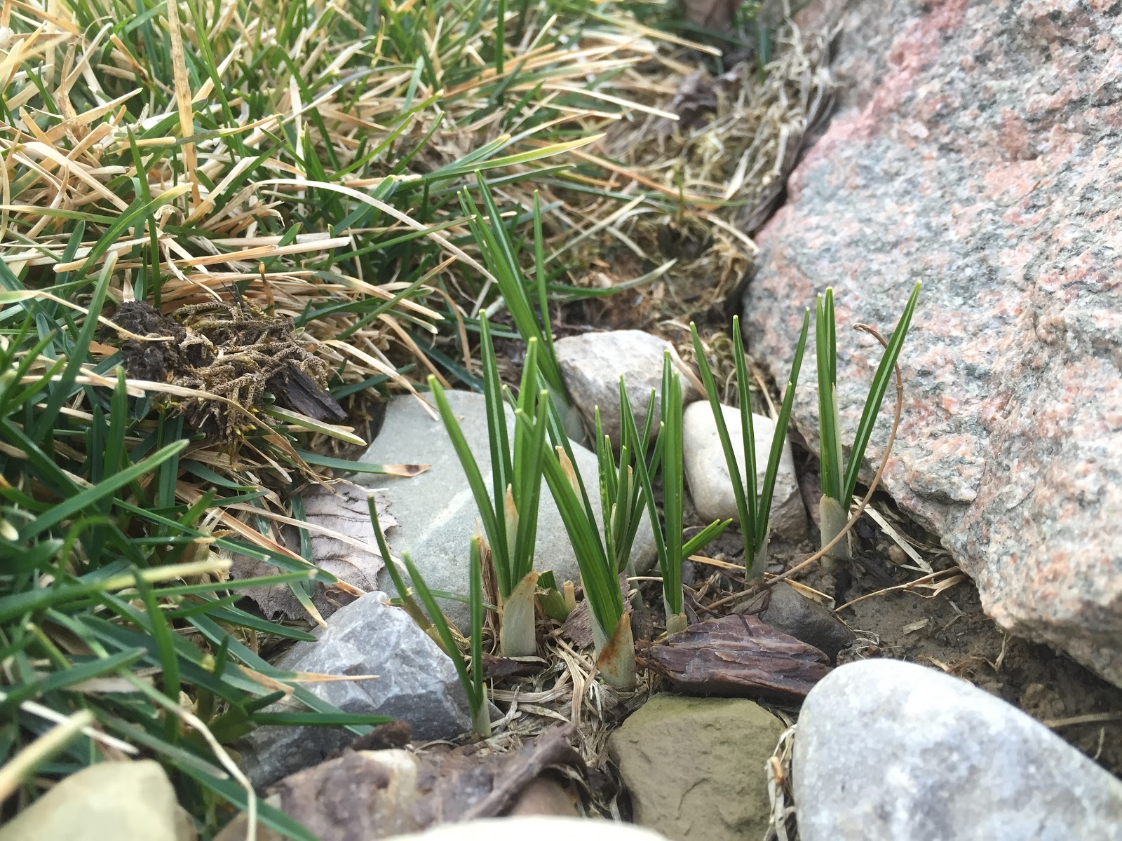 Temp Swings and Restless Plants Ready to Wake Up [Backyard Neophyte ...