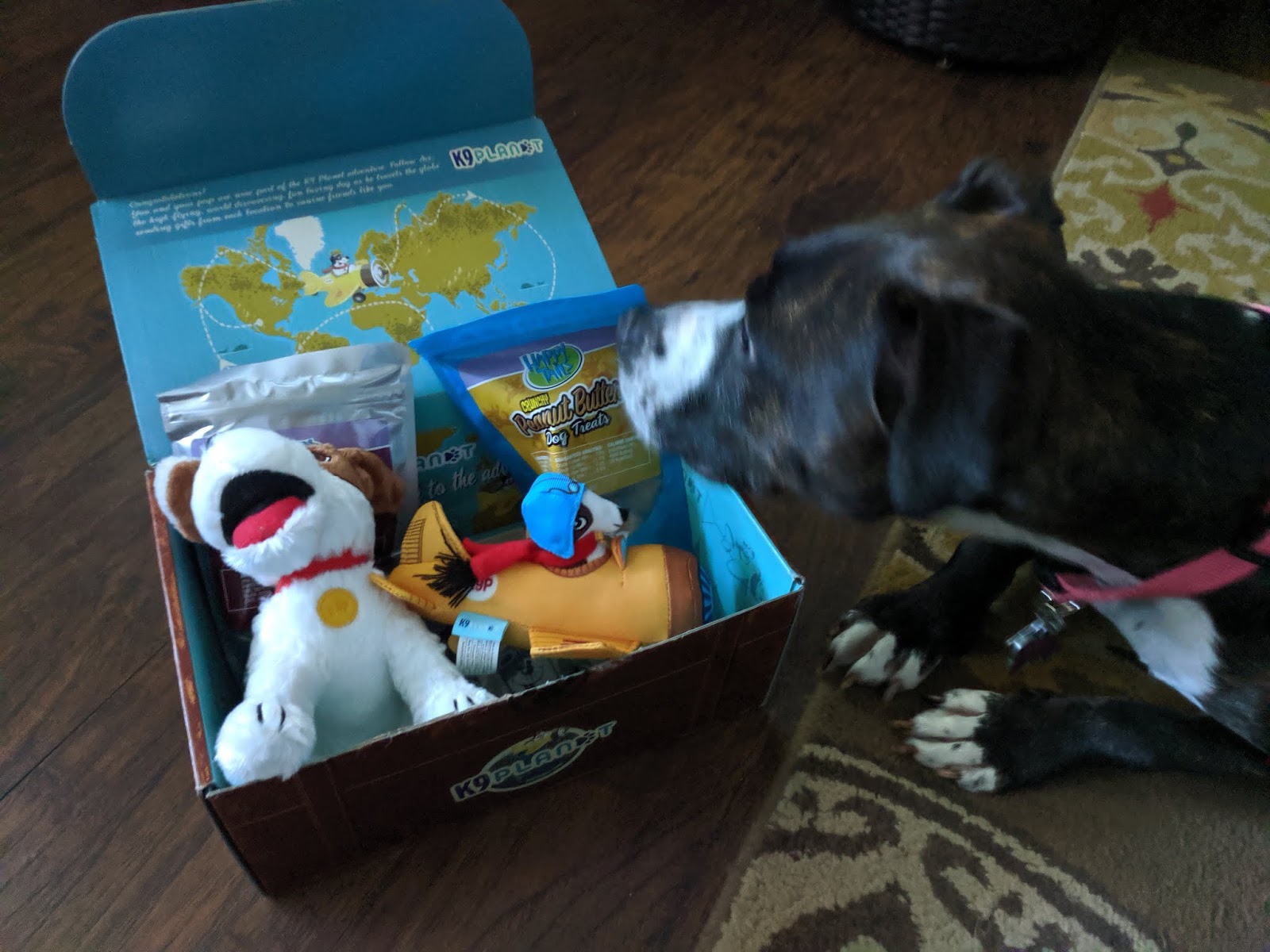 One Momma Saving Money: K9 Adventure Box Connects Dogs, Owners and Kids ...
